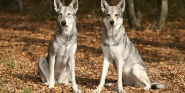 Principales diferencias entre perros y lobos | Nubika