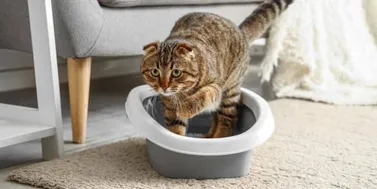 Tipos de heces en gatos: este es su significado | Nubika