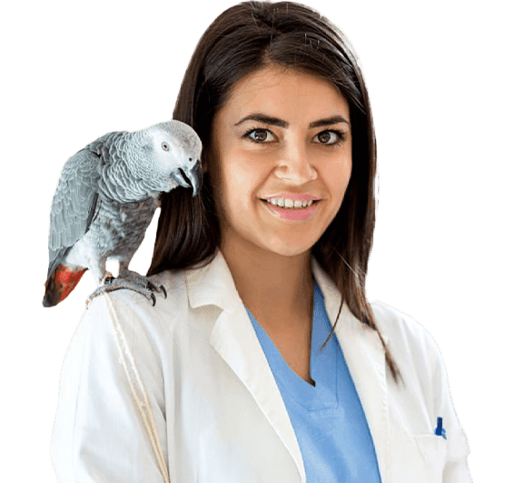 Másteres de veterinaria | Nubika